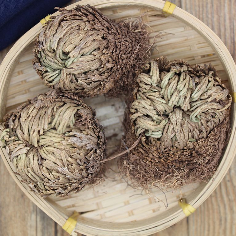 Magic Resurrection Plant Tiger Claw Selaginella Rose Of Jericho Dried ...